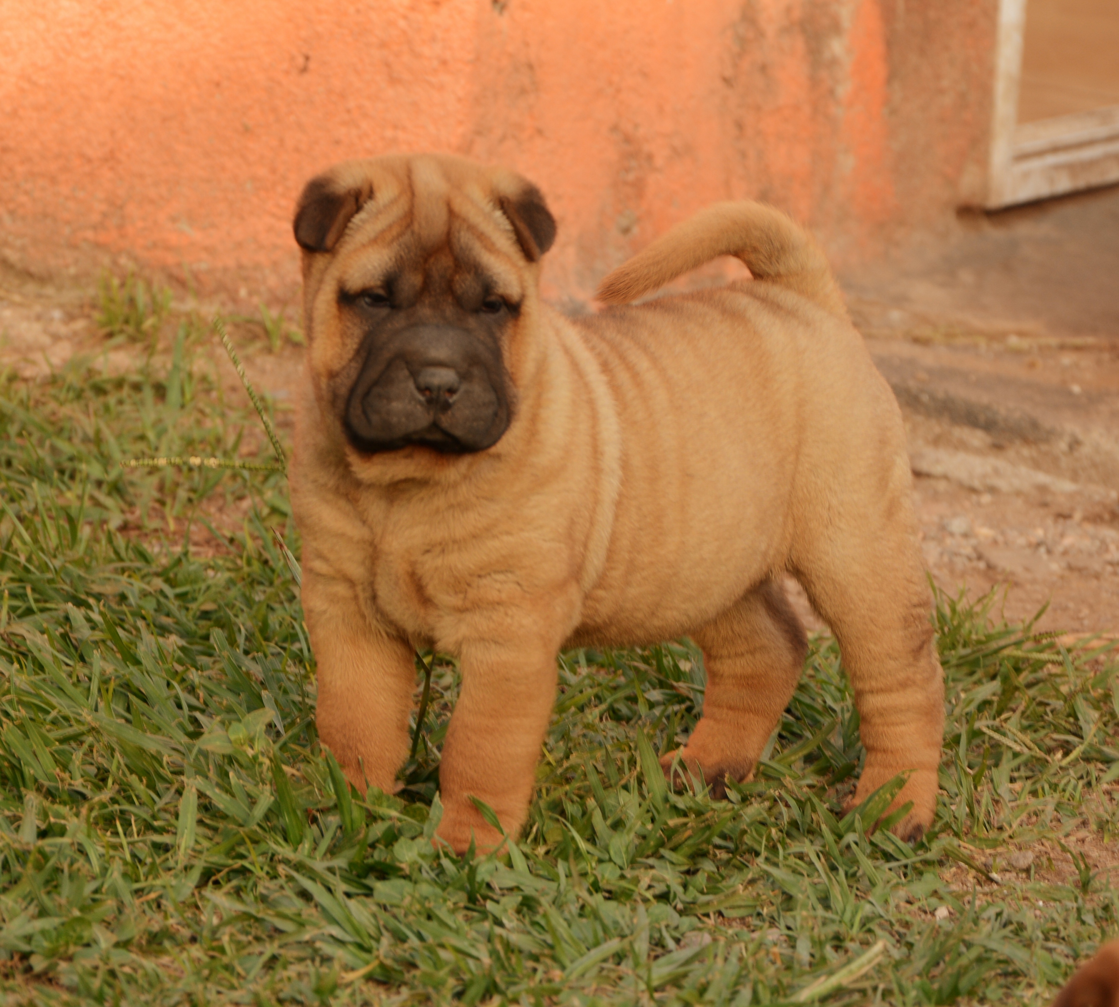 Venta y Compra de Cachorros y Perros