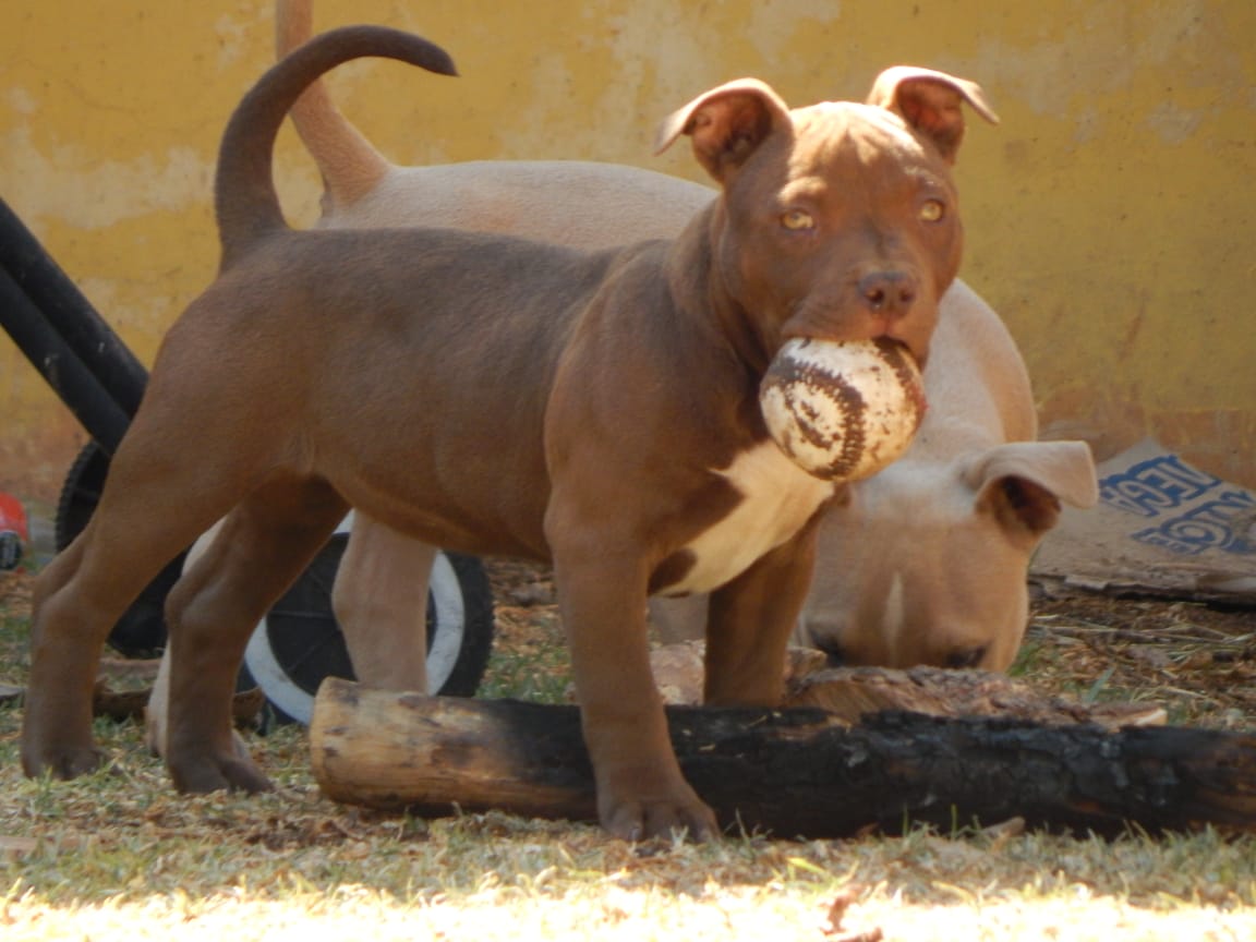 Venta y Compra de Cachorros y Perros